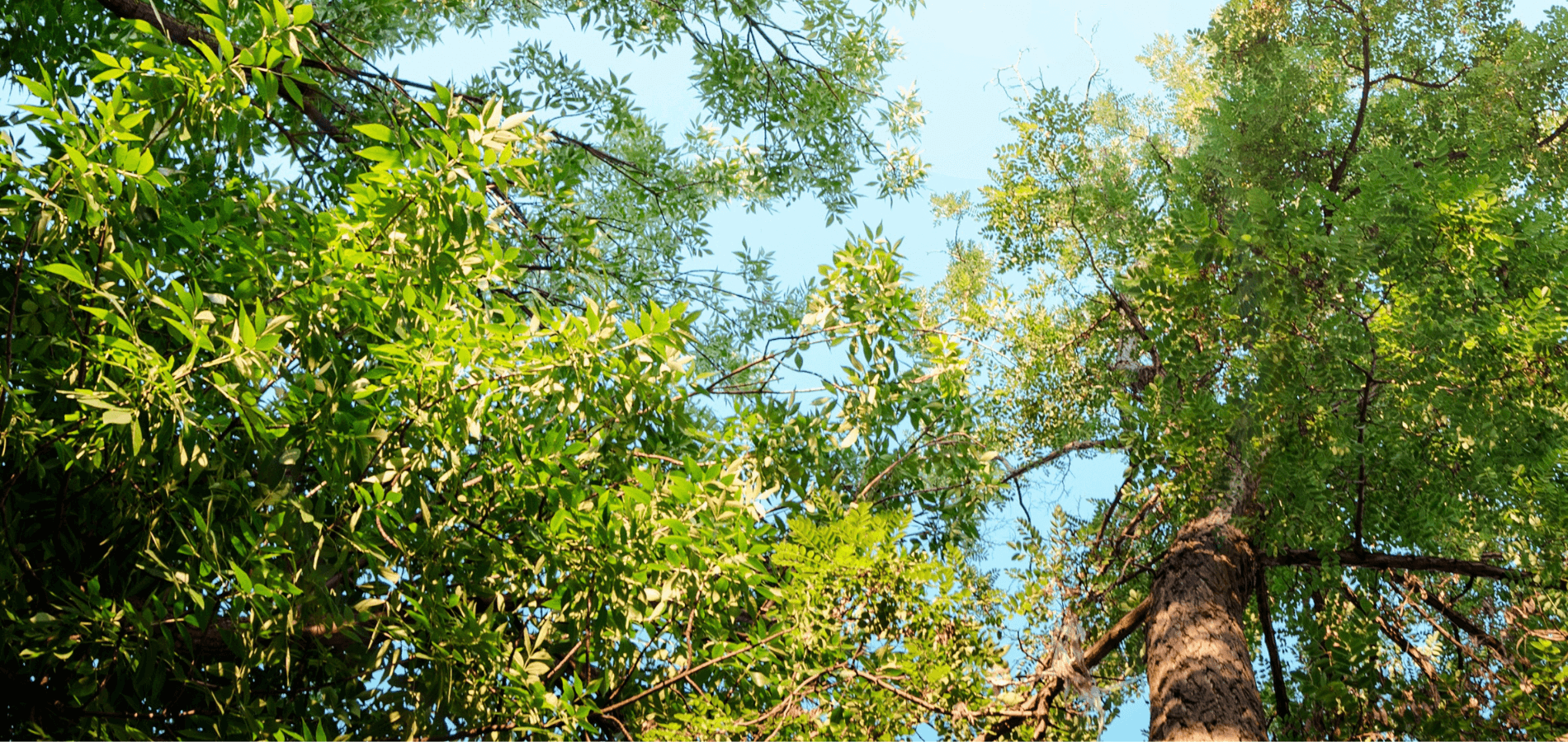 Le Groupe ARBOR : L’enjeu environnemental, au cœur de nos process ...